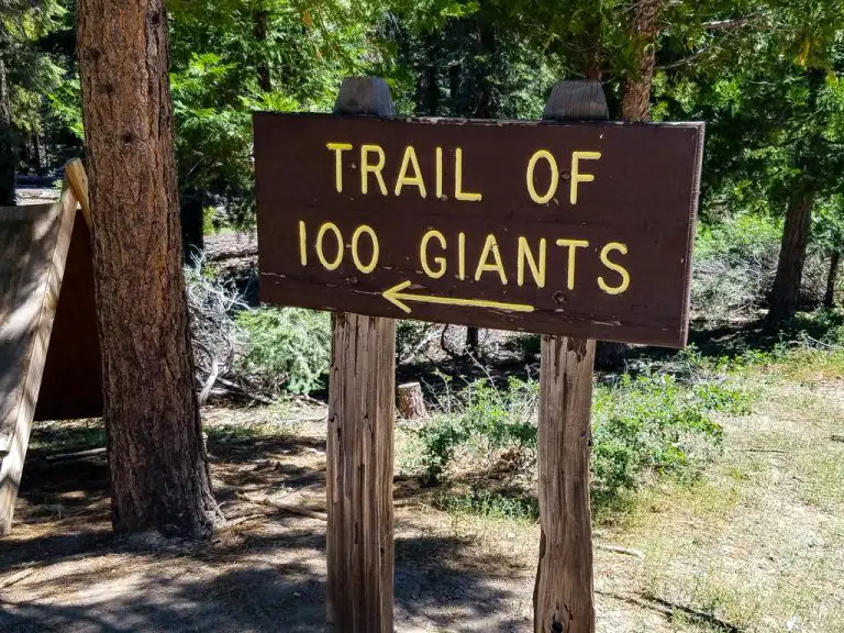 Trail of 100 Giants in Sequoia National Forest | Outdoor SoCal