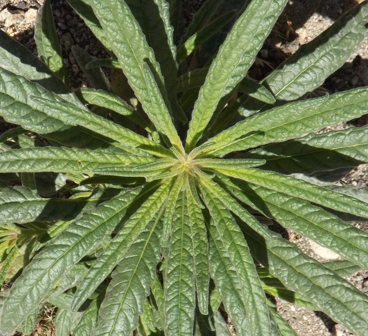 Poodle Dog Bush: Southern California's Unfriendly Flora | Outdoor SoCal