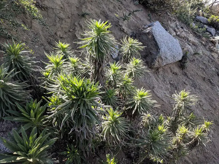 Poodle Dog Bush: Southern California's Unfriendly Flora | Outdoor SoCal