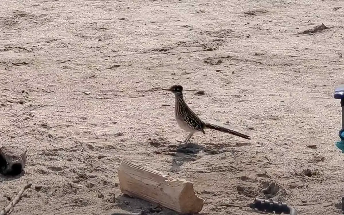 Desert Denizens: The Remarkable Wildlife of Anza-Borrego | Outdoor SoCal