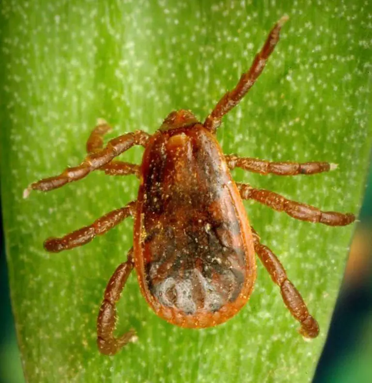 Guide to California Ticks and How to Avoid Them | Outdoor SoCal