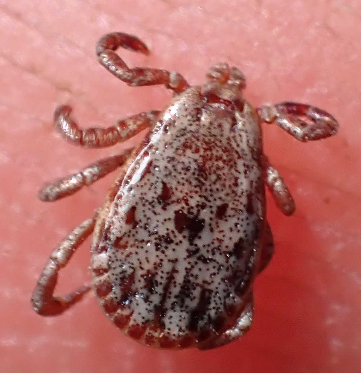 Guide to California Ticks and How to Avoid Them | Outdoor SoCal