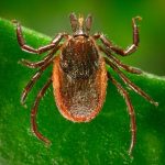 Guide to California Ticks and How to Avoid Them | Outdoor SoCal