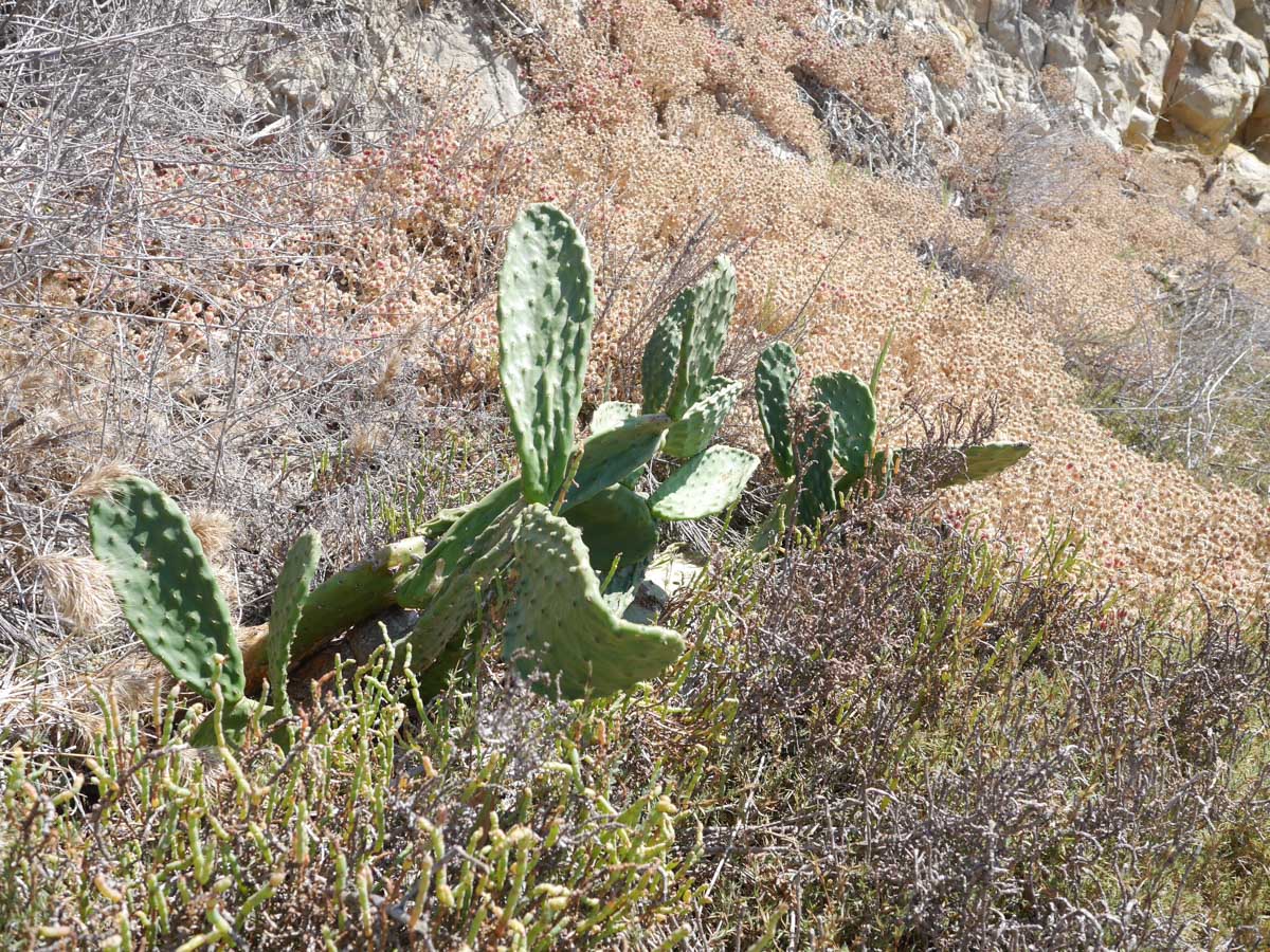 Batiquitos Lagoon Trail Hiking Guide | Outdoor SoCal