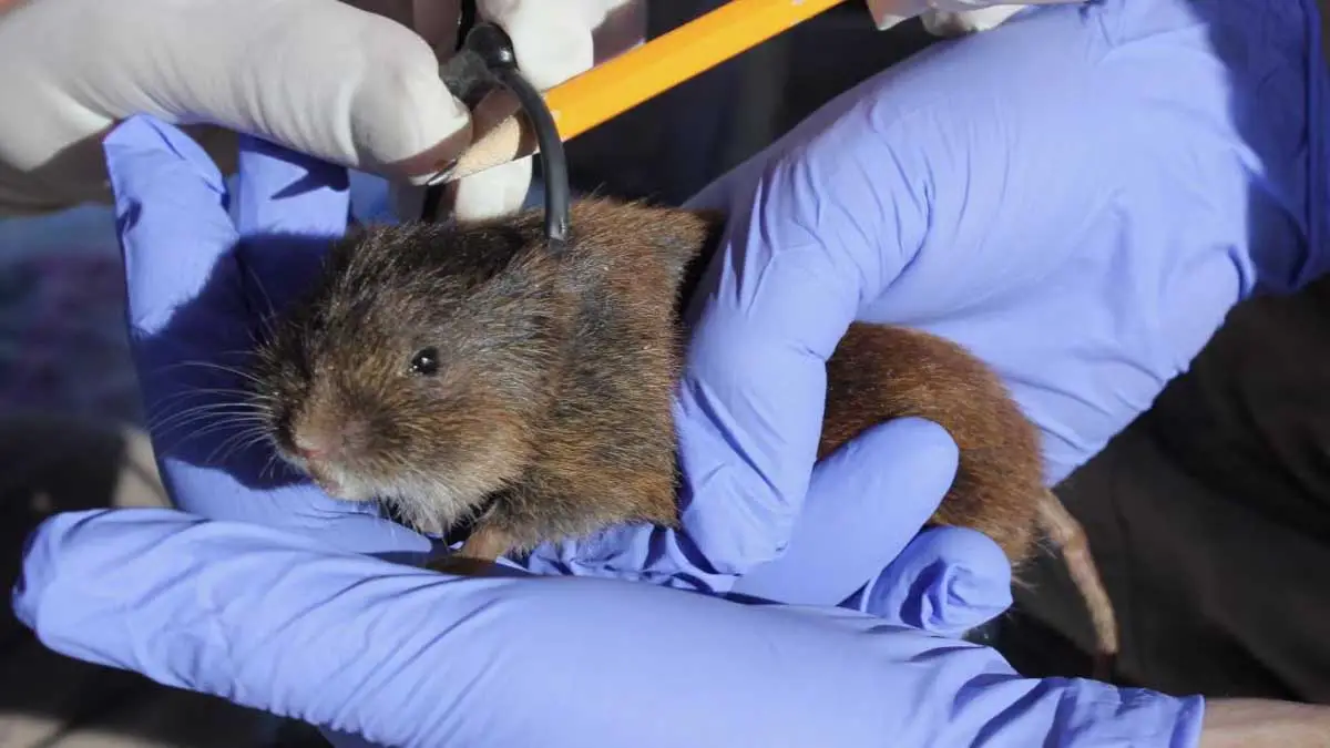The Amargosa Vole: A Small Rodent with Big Challenges in the Mojave ...