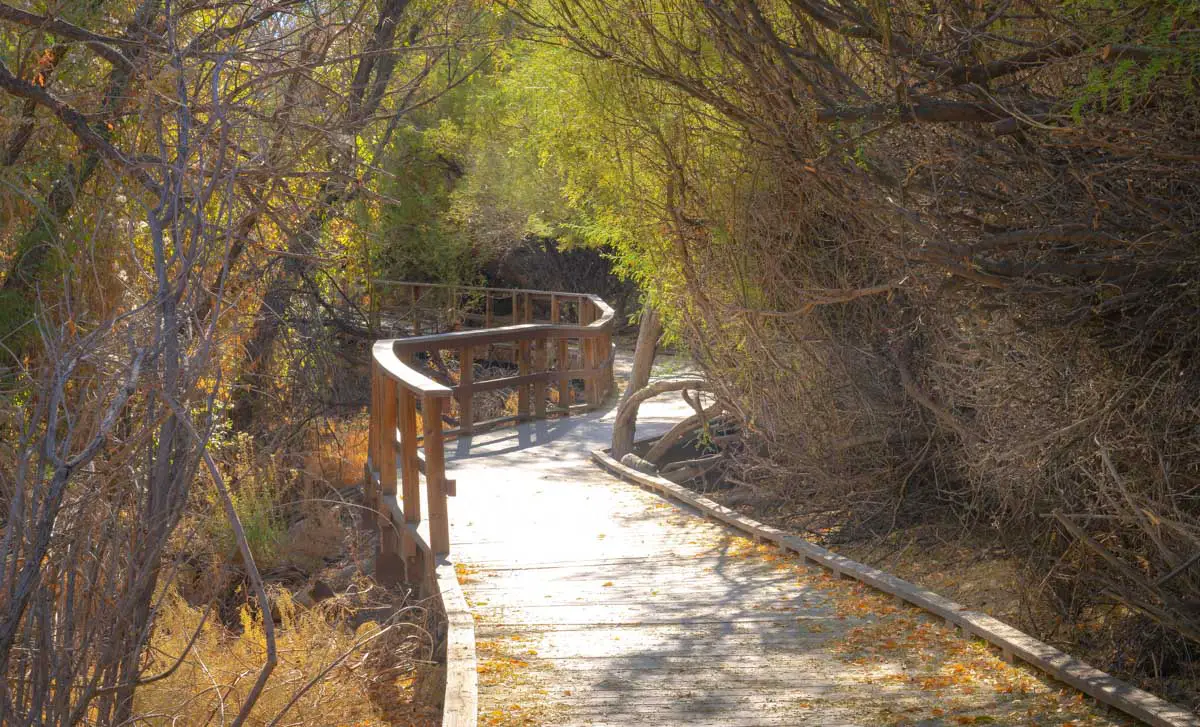 Big Morongo Canyon Hiking Guide | Outdoor SoCal