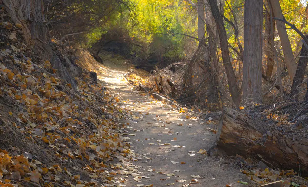 Big Morongo Canyon Hiking Guide | Outdoor SoCal