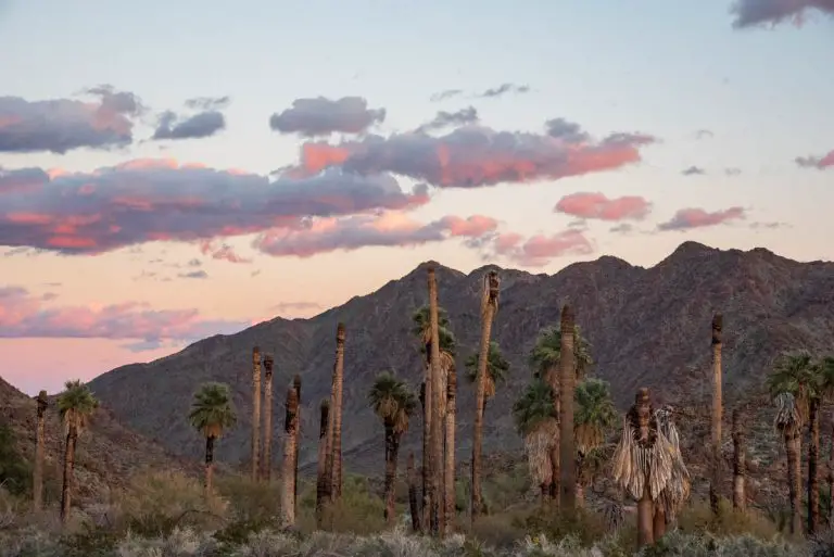 Corn Springs Campground – Chuckwalla Mountains | Outdoor SoCal