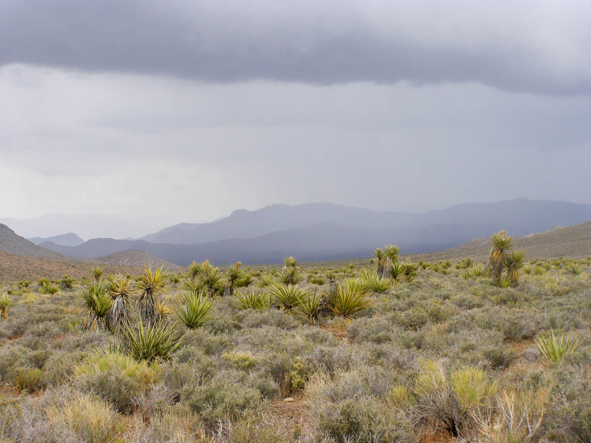 Horsethief Campground (aka Horse Springs Campground) – Mojave Desert ...